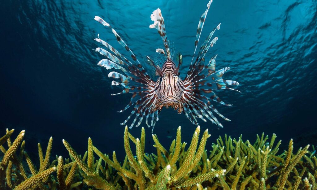 Paliers 95 - Le meilleur moyen d'observer un poisson est de devenir un ...